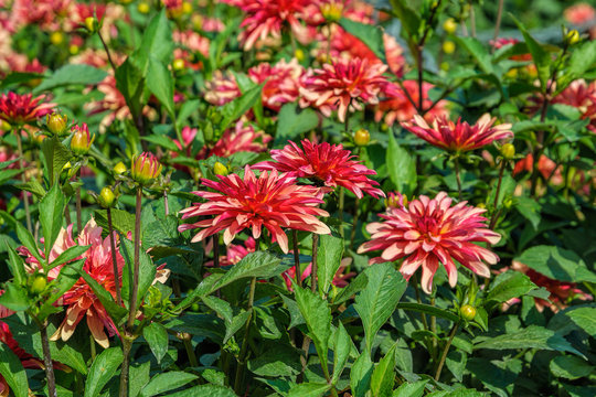 「Georgina」の画像 - 2,015 件の Stock 写真、ベクターおよびビデオ | Adobe Stock