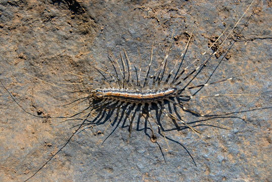 Garden Centipede Scientific Name | Fasci Garden
