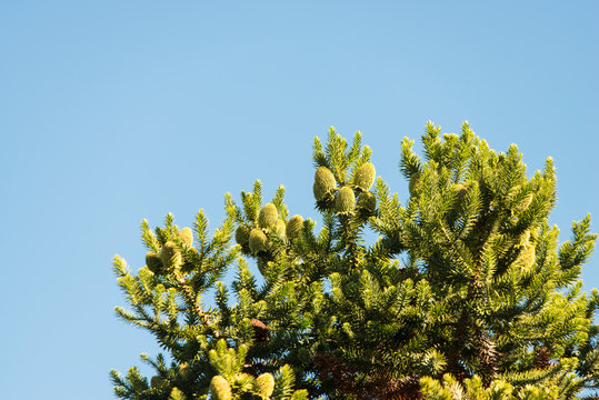 「Pinacea」の写真素材 | 64件の無料イラスト画像 | Adobe Stock