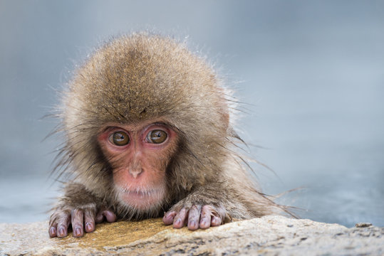 Japanmakak Bilder – Durchsuchen 49,552 Archivfotos, Vektorgrafiken und ...
