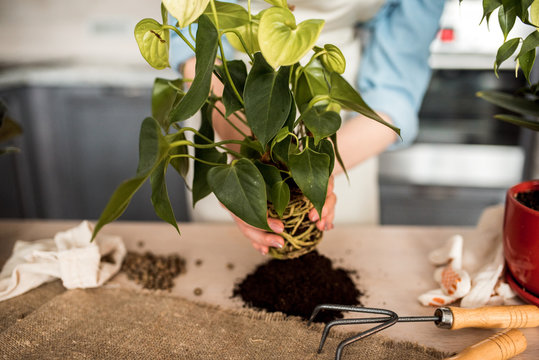 Repotting Images – Browse 7,843 Stock Photos, Vectors, and Video ...