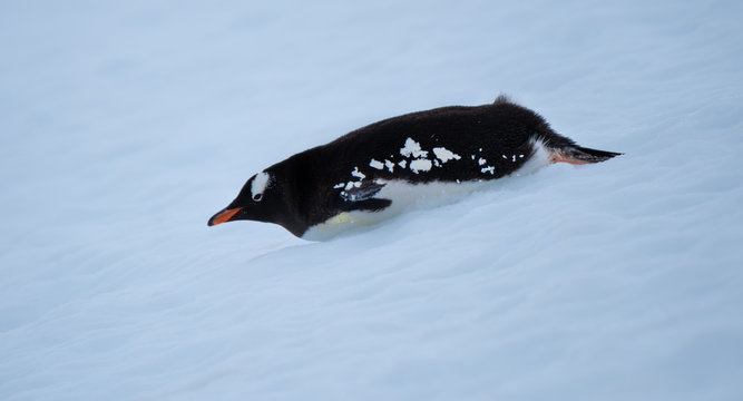 Penguin Slide Bilder – Durchsuchen 782 Archivfotos, Vektorgrafiken und ...