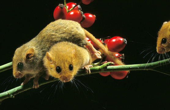 Muscardin Images – Browse 38 Stock Photos, Vectors, and Video | Adobe Stock