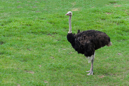 Ostriche 이미지 – 찾아보기 748 스톡 사진, 벡터 및 비디오 | Adobe Stock