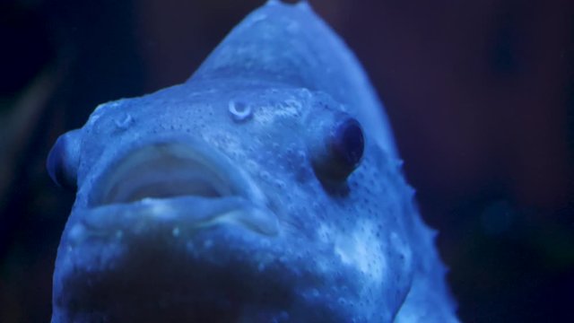 รูปภาพLumpsucker – เลือกดูภาพถ่ายสต็อก เวกเตอร์ และวิดีโอ1,247 | Adobe ...