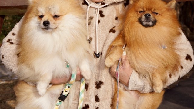 Welpengebiss-Bilder: Stock-Fotos & -Videos. | Adobe Stock