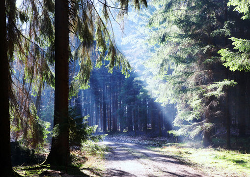 12,449 件の最適な Nebelig 画像、ストック写真、ベクター | Adobe Stock