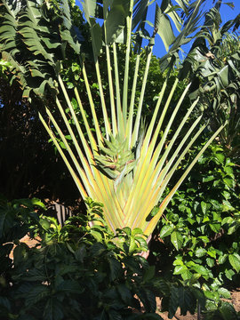 Ravinala Images – Parcourir 1,873 le catalogue de photos, vecteurs et ...