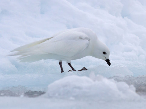 "Snow Petrel" Bilder – Durchsuchen 145 Archivfotos, Vektorgrafiken und ...