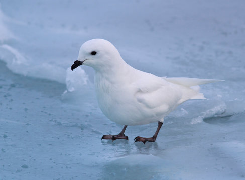 "Snow Petrel" Images – Browse 130 Stock Photos, Vectors, and Video ...