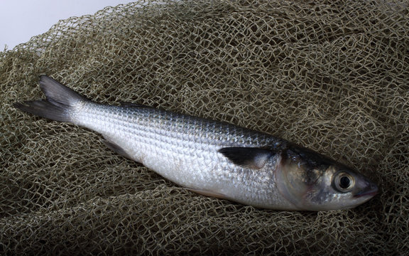 Mullet Images – Browse 7,747 Stock Photos, Vectors, and Video | Adobe Stock