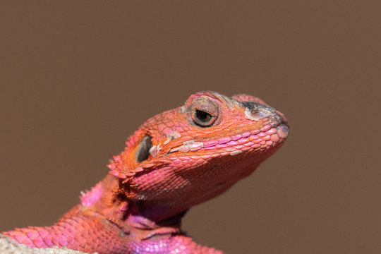 "Rock Agama" Images – Browse 1,217 Stock Photos, Vectors, and Video ...