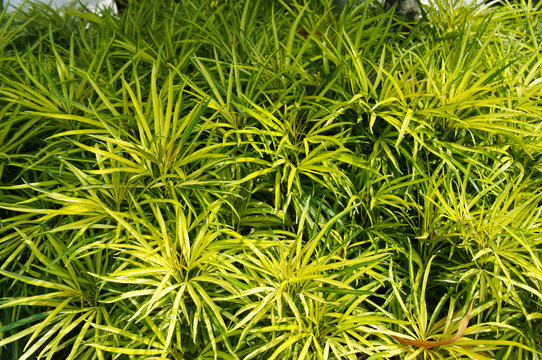 Obrázky Osmoxylon – procházejte fotografie, vektory a videa 44 | Adobe ...