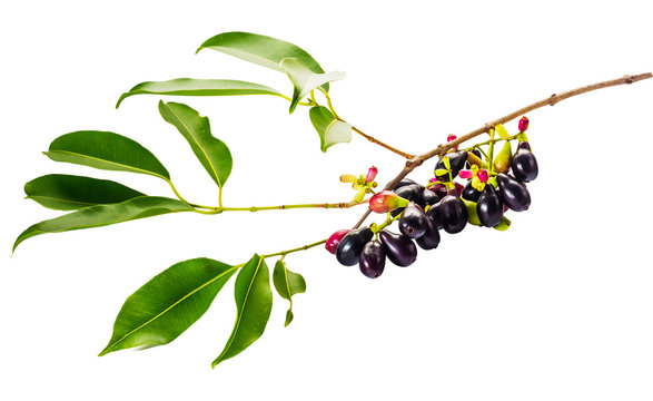 Jamblon Images – Browse 16 Stock Photos, Vectors, and Video | Adobe Stock