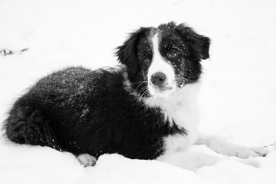 「Dogies」の画像 - 298 件の Stock 写真、ベクターおよびビデオ | Adobe Stock