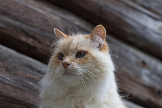 Alagna Bilder – Durchsuchen 1,122 Archivfotos, Vektorgrafiken und ...