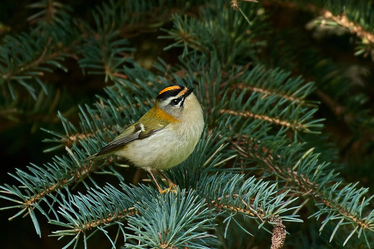 427 BEST Firecrest IMAGES, STOCK PHOTOS & VECTORS | Adobe Stock