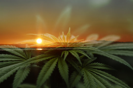 "Cannabis Sativa" Images – Browse 274,220 Stock Photos, Vectors, and ...