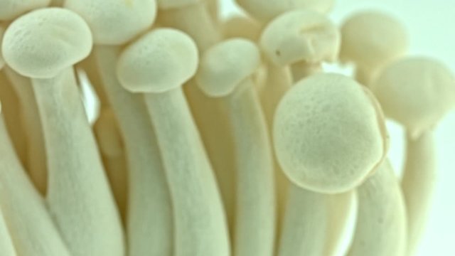 Bunapi-Shimeji Images – Browse 144 Stock Photos, Vectors, and Video ...