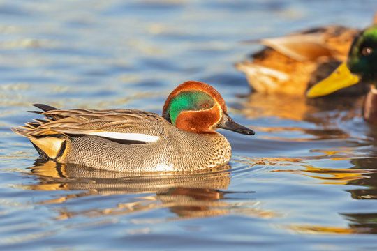 "Common Teal" Images – Browse 6,124 Stock Photos, Vectors, and Video ...