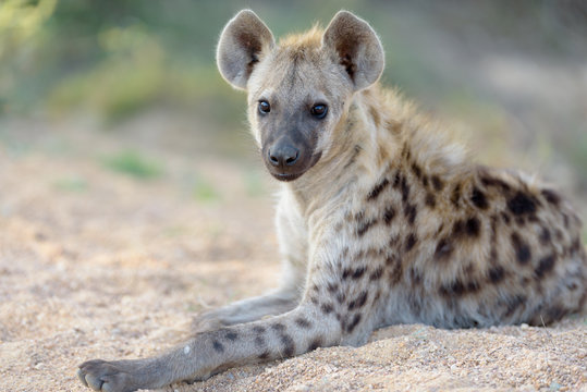Spotted Hyena Pup