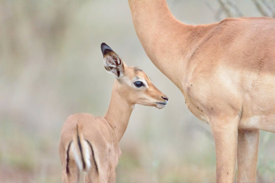 Baby Impala"」の写真素材 | 215件の無料イラスト画像 | Adobe Stock