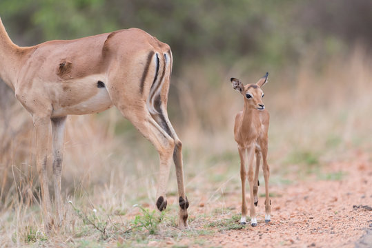 Baby Impala Animal