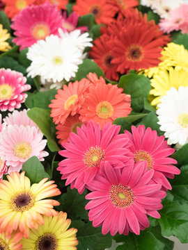 "Transvaal Daisy" Images – Browse 20,392 Stock Photos, Vectors, and ...