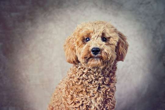 Toypudel Images – Browse 26 Stock Photos, Vectors, and Video | Adobe Stock