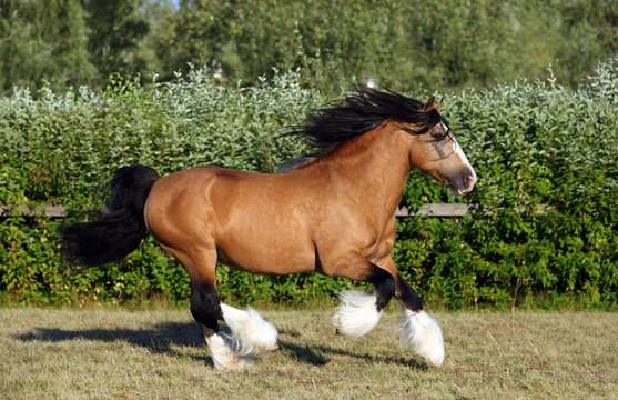 "Gypsy Vanner" Images – Browse 3,451 Stock Photos, Vectors, and Video ...