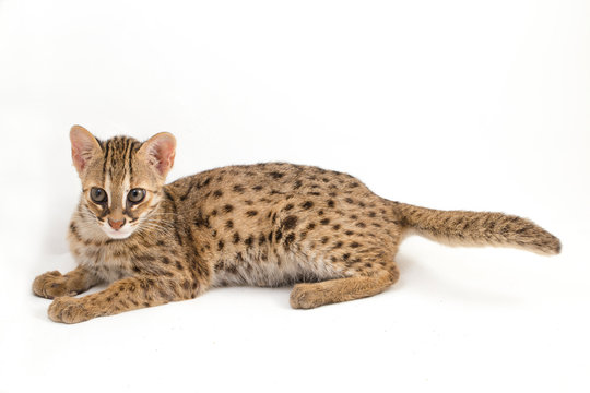 Albino Leopard Cat
