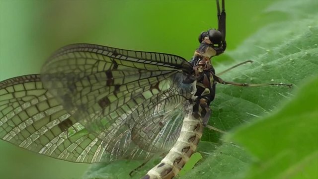 Blattoptera Bilder – Durchsuchen 111 Archivfotos, Vektorgrafiken und ...