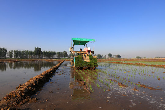 "Rice Planting" Images – Browse 2,058 Stock Photos, Vectors, and Video ...
