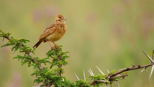 "Bush Lark"-Bilder: Stock-Fotos & -Videos. | Adobe Stock