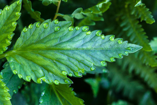 「Guttation」の写真素材 | 446件の無料イラスト画像 | Adobe Stock