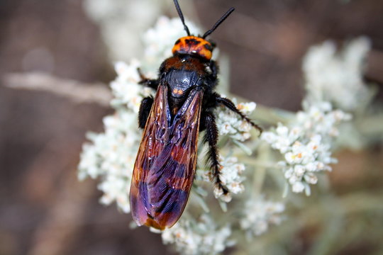 รูปภาพScoliidae – เลือกดูภาพถ่ายสต็อก เวกเตอร์ และวิดีโอ622 | Adobe Stock