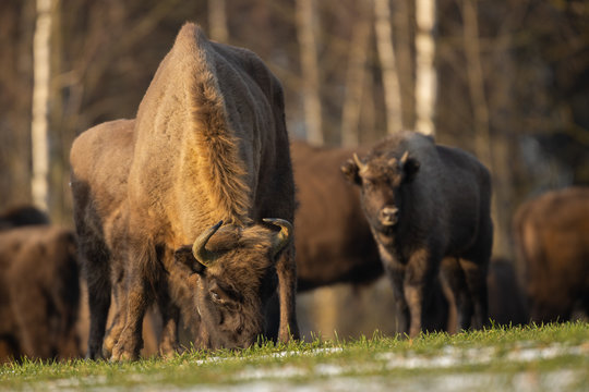 รูปภาพRuminant – เลือกดูภาพถ่ายสต็อก เวกเตอร์ และวิดีโอ70,439 | Adobe Stock
