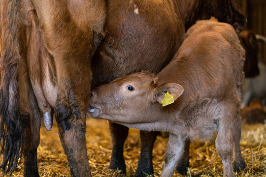 รูปภาพZitze – เลือกดูภาพถ่ายสต็อก เวกเตอร์ และวิดีโอ138 | Adobe Stock