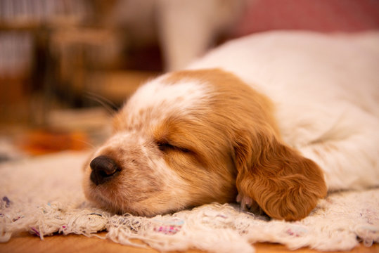 「Dormilon」の写真素材 | 23件の無料イラスト画像 | Adobe Stock