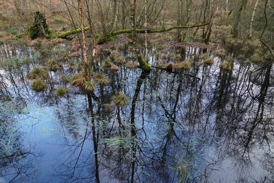 Sumpf bilder – Bläddra bland 26,125 stockfoton, vektorer och videor ...