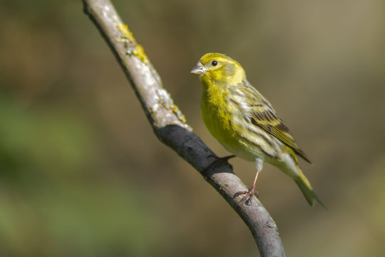 Zigolo Images – Browse 63 Stock Photos, Vectors, and Video | Adobe Stock