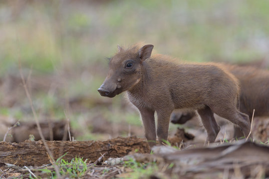 "Baby Warthog" Images – Browse 57 Stock Photos, Vectors, and Video ...