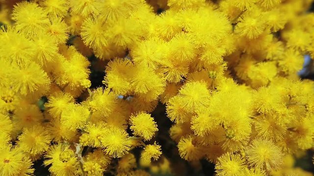 Acacieae Images – Browse 809 Stock Photos, Vectors, and Video | Adobe Stock