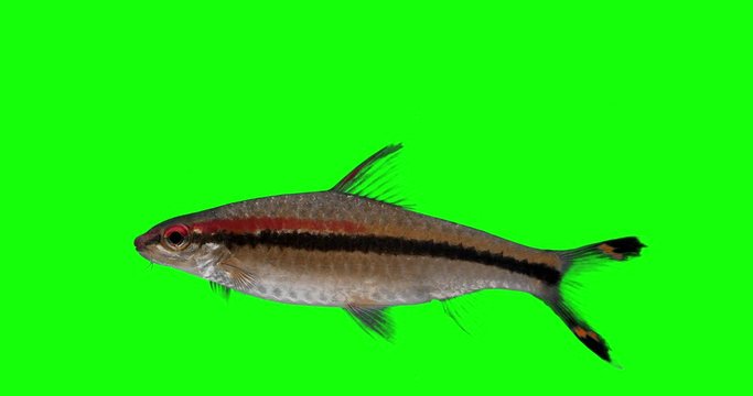 Fish Green Screen Images – Browse 35 Stock Photos, Vectors, and Video ...