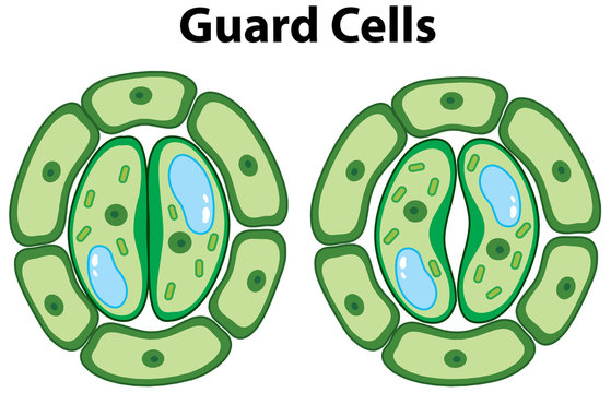 Plant Guard Cells