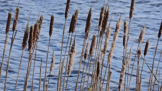 "Common Bulrush"-Bilder: Stock-Fotos & -Videos. | Adobe Stock