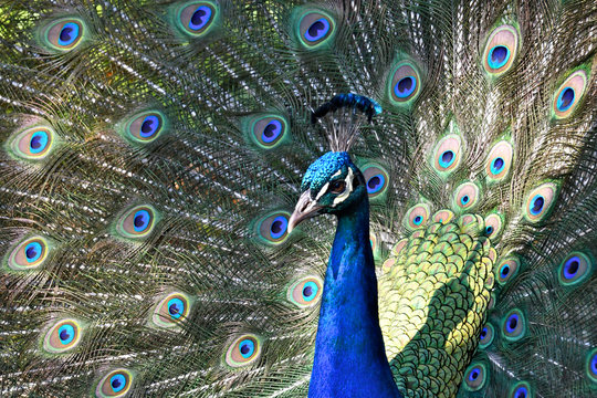 รูปภาพOcelli – เลือกดูภาพถ่ายสต็อก เวกเตอร์ และวิดีโอ4,100 | Adobe Stock