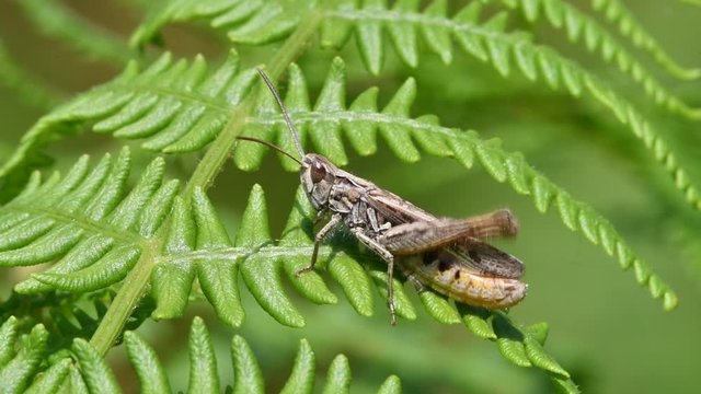 Stridulation - Images et vidéos libres de droits | Adobe Stock