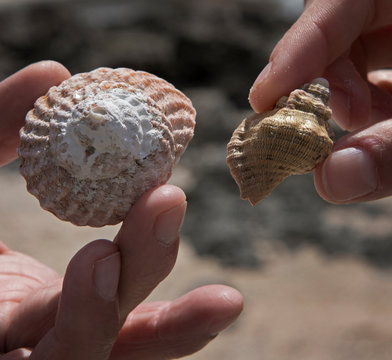「Schelp」の画像 - 62 件の Stock 写真、ベクターおよびビデオ | Adobe Stock