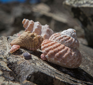 Schelp-Bilder: Stock-Fotos & -Videos. | Adobe Stock